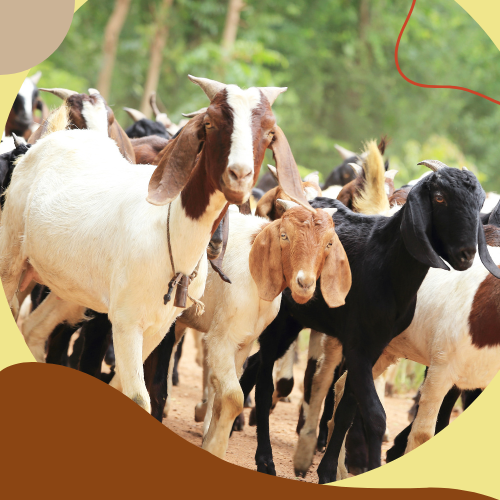 Goat Farming Masterclass: Profitable Production Strategies