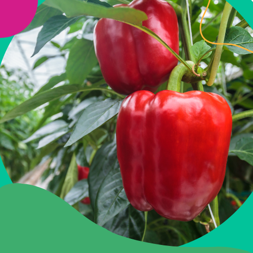 Bell Pepper Farming Masterclass – AENGES Farming Academy