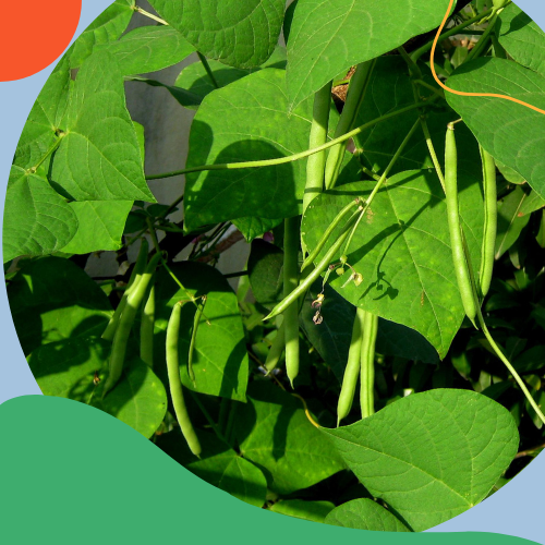 Sugar Beans Masterclass: Cultivate Legume for Market Success