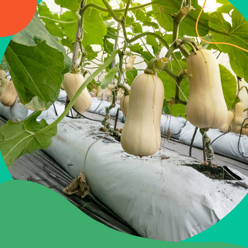 Butternut Squash Masterclass: Grow Sweet Squash for Profit