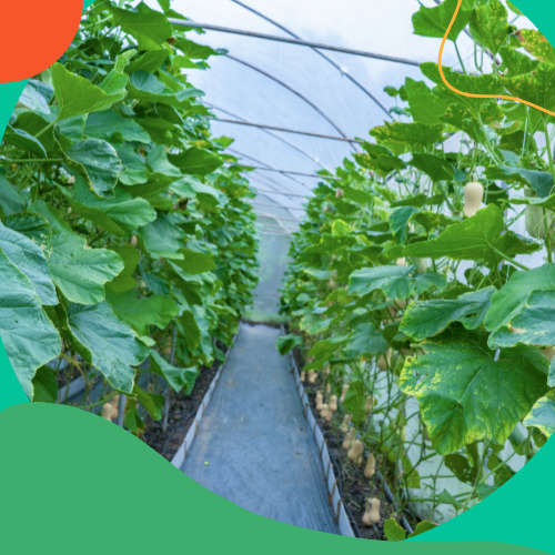 Butternut Squash Masterclass: Grow Sweet Squash for Profit