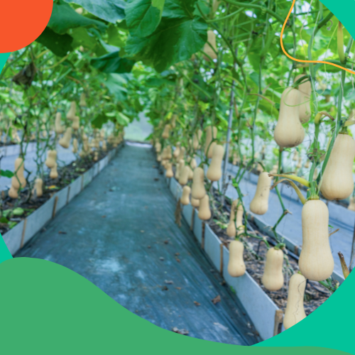 Butternut Squash Masterclass: Grow Sweet Squash for Profit