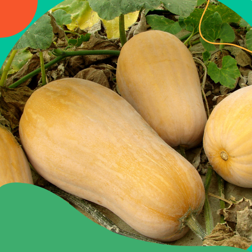 Butternut Squash Masterclass: Grow Sweet Squash for Profit